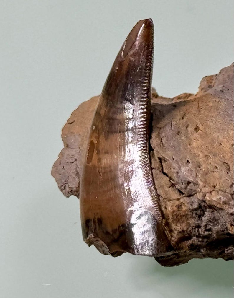 Tyrannosaurus Fossil Tooth on Matrix nanotyrannus Lancensis Hell Creek ...