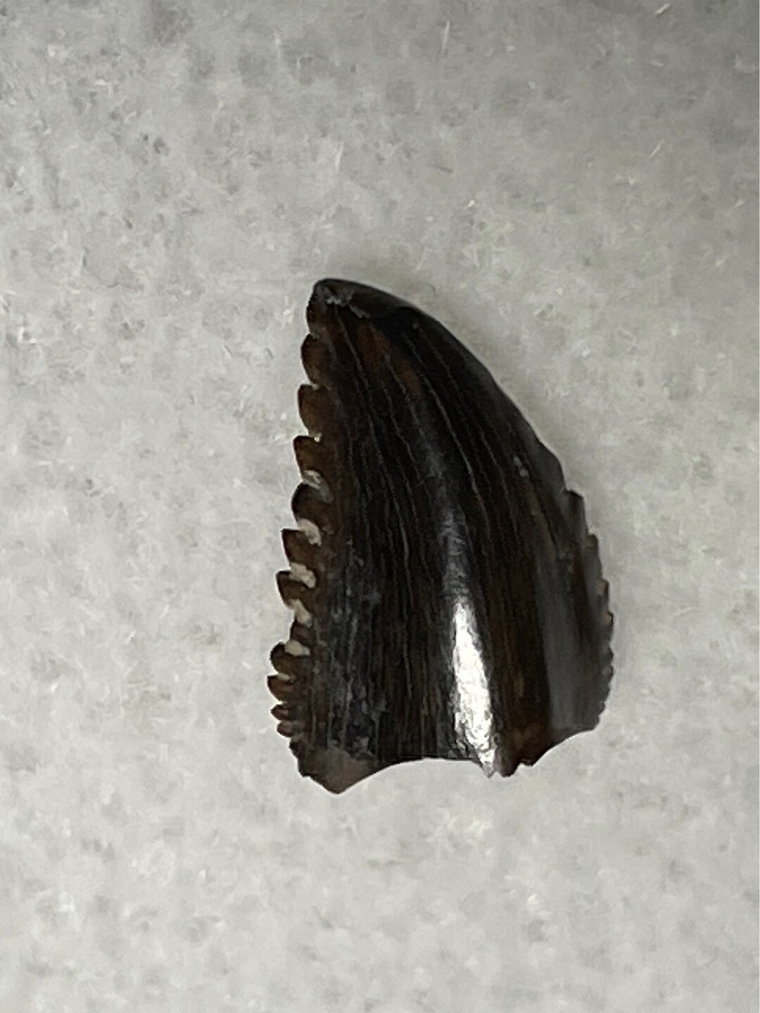 Tröodon Formosus Raptor Fossil Tooth North Central Montana USA Very ...