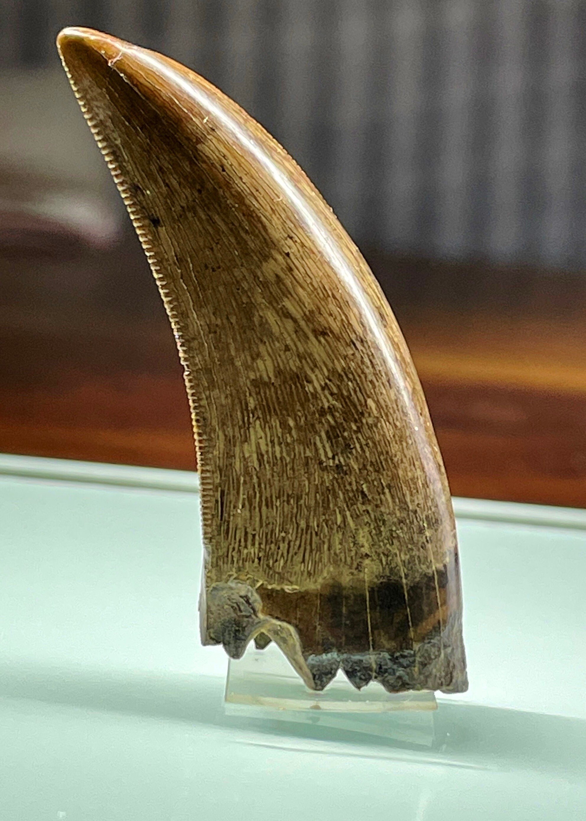 Tyrannosaurus Fossil Tooth nanotyrannus Lancensis Hell - Etsy