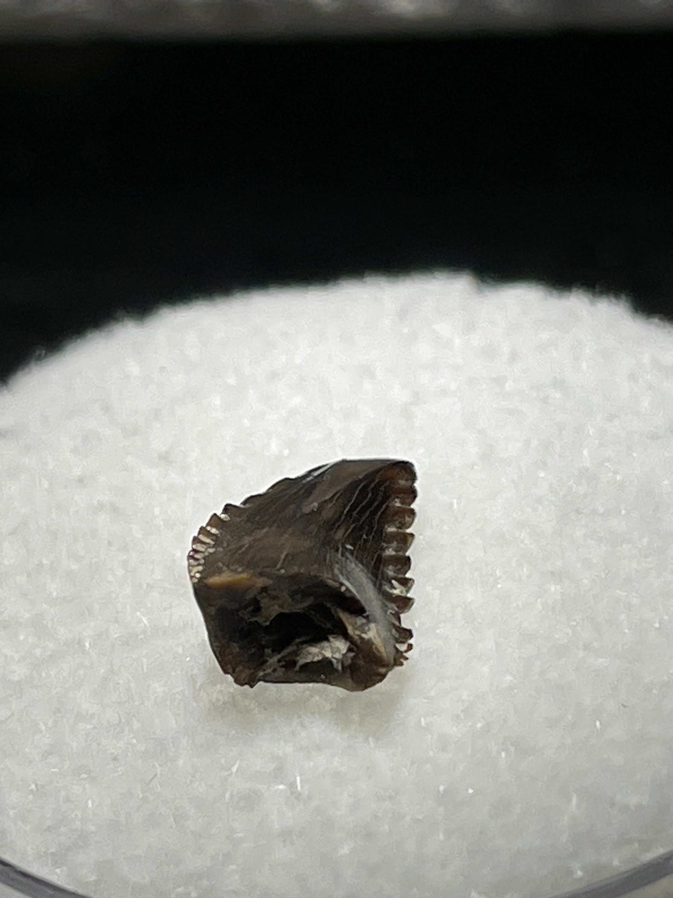 Tröodon Formosus Raptor Fossil Tooth North Central Montana USA Very ...