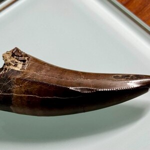 Tyrannosaurus Rex Tooth Wyoming Lance creek Formation USA - Etsy