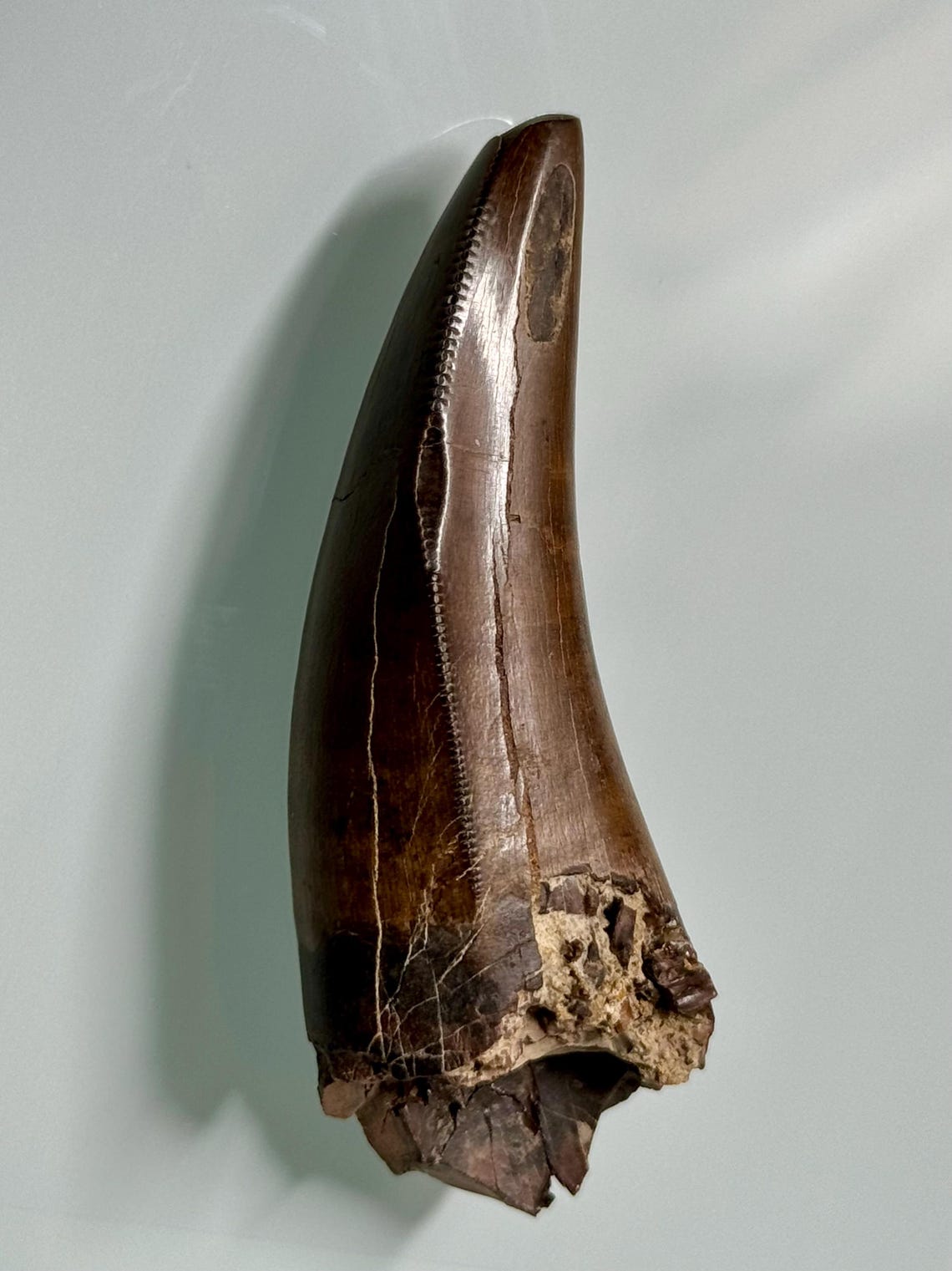 Tyrannosaurus Rex Tooth Wyoming Lance creek Formation USA - Etsy