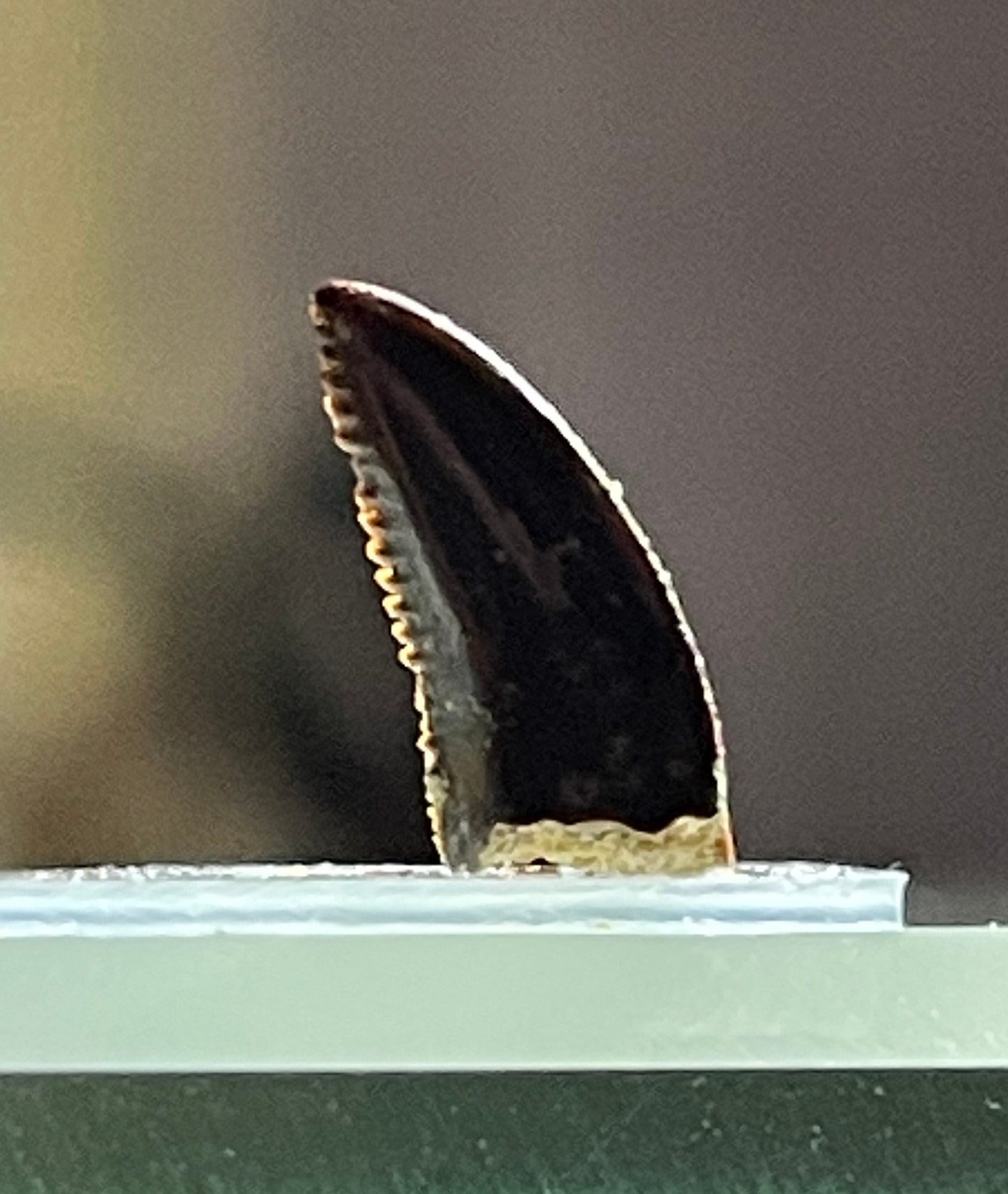 Fossil Tooth of Tröodon pectinodon Heel Creek Formation Eastern Montana ...