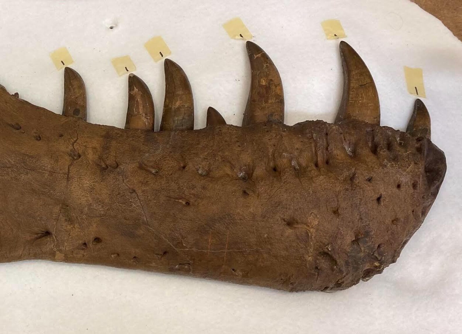 Tyrannosaurus Rex Tooth Wyoming Lance creek Formation USA - Etsy