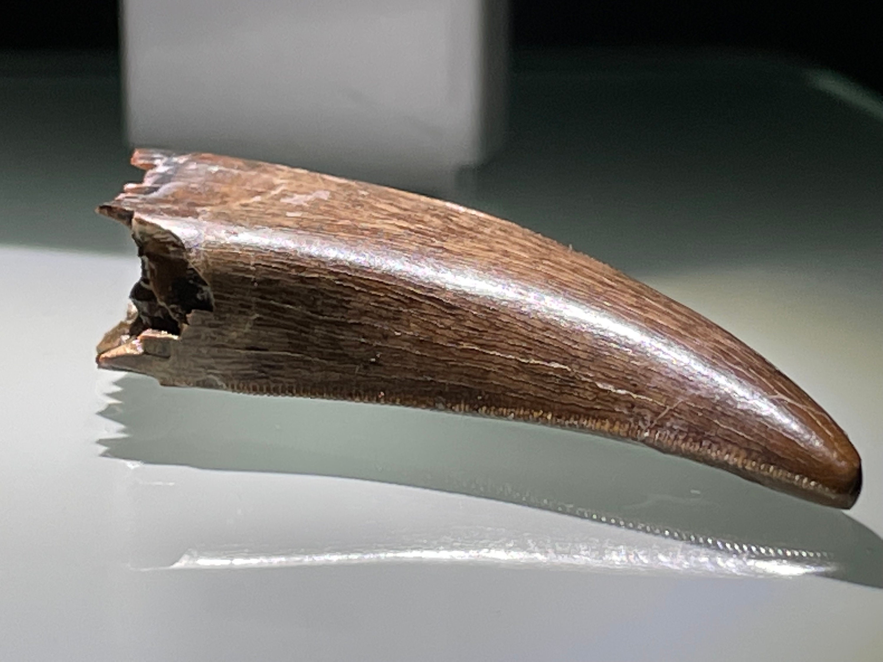 Tyrannosaurus Fossil Tooth nanotyrannus Lancensis Hell - Etsy