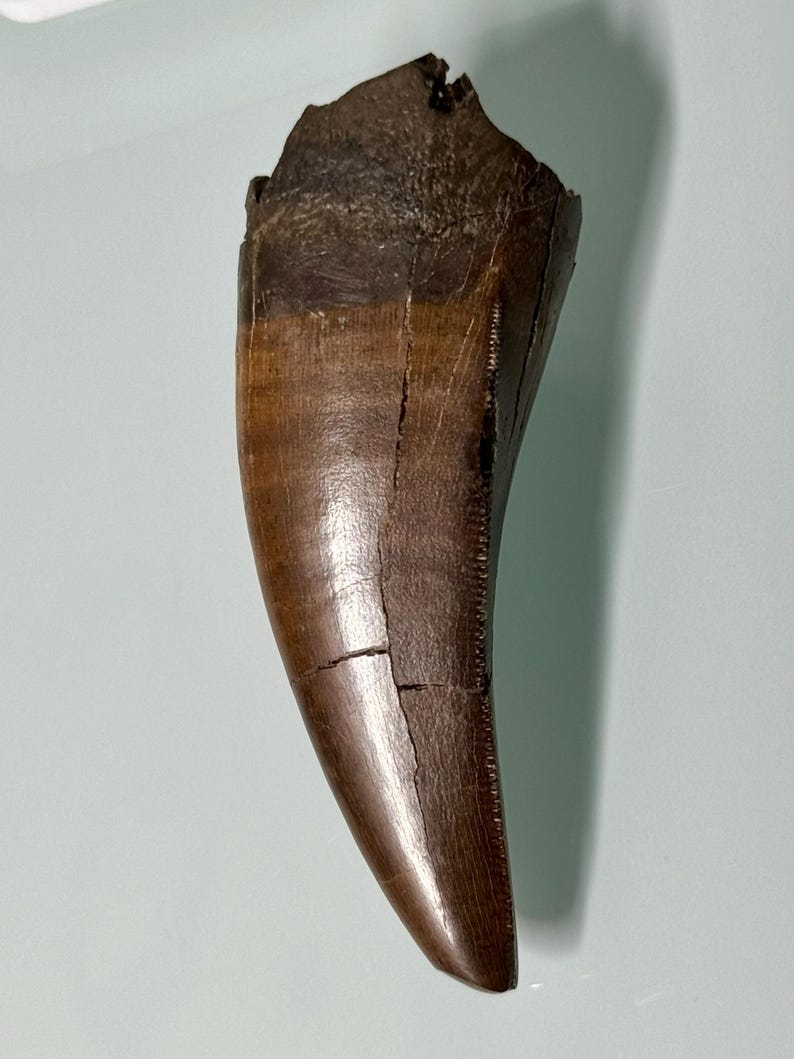 Tyrannosaurus Rex Tooth Wyoming Lance creek Formation USA - Etsy
