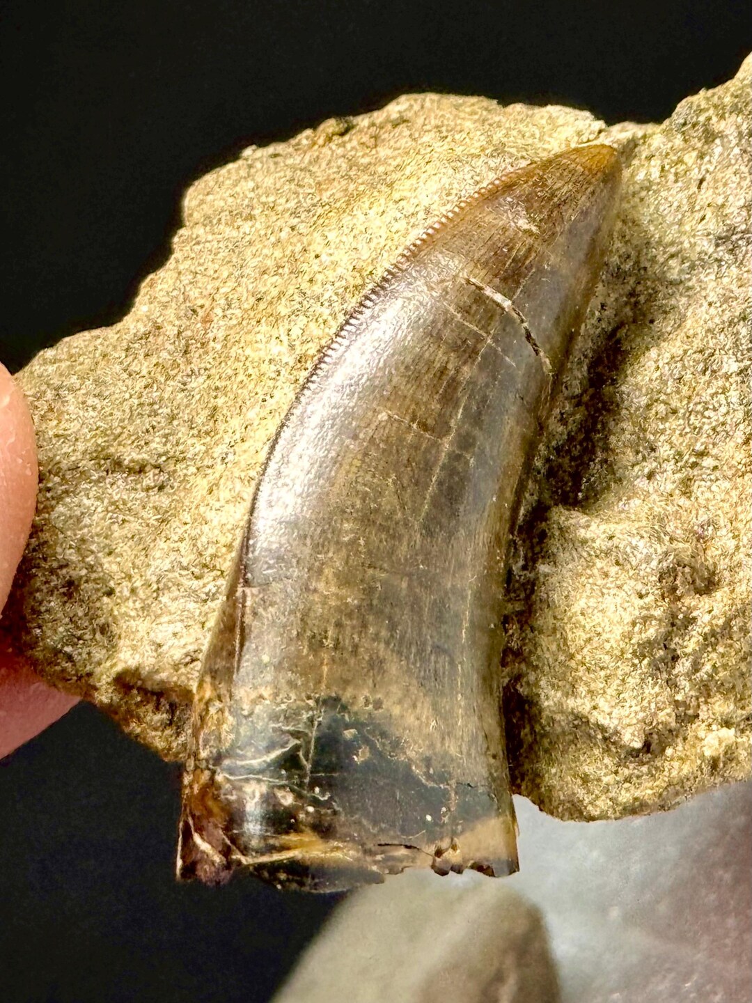 Tyrannosaurus Tooth in Situ - Hill County - Montana - USA!!! - Etsy