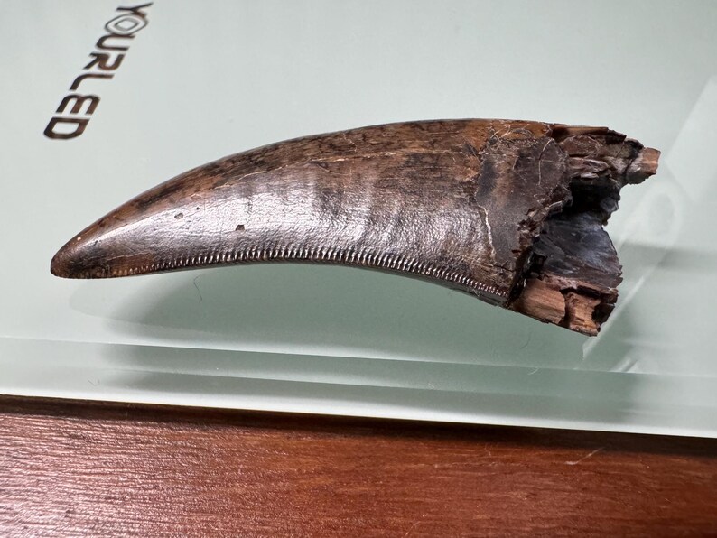 Tyrannosaurus Fossil Tooth Hill County Montana USA - Etsy