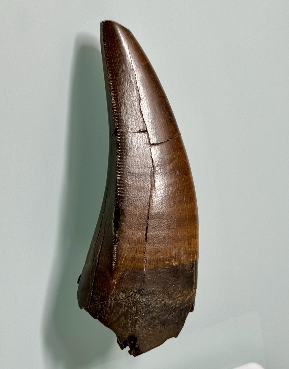 Tyrannosaurus Rex Tooth Wyoming Lance creek Formation USA - Etsy