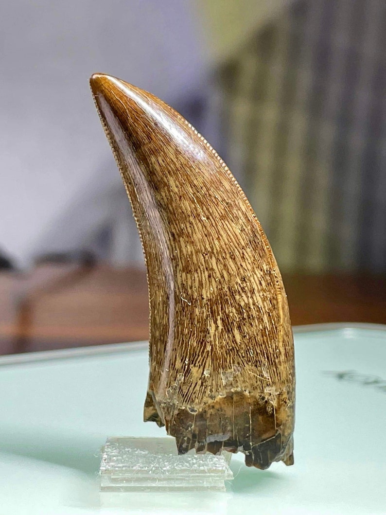 Tyrannosaurus Fossil Tooth nanotyrannus Lancensis Hell - Etsy