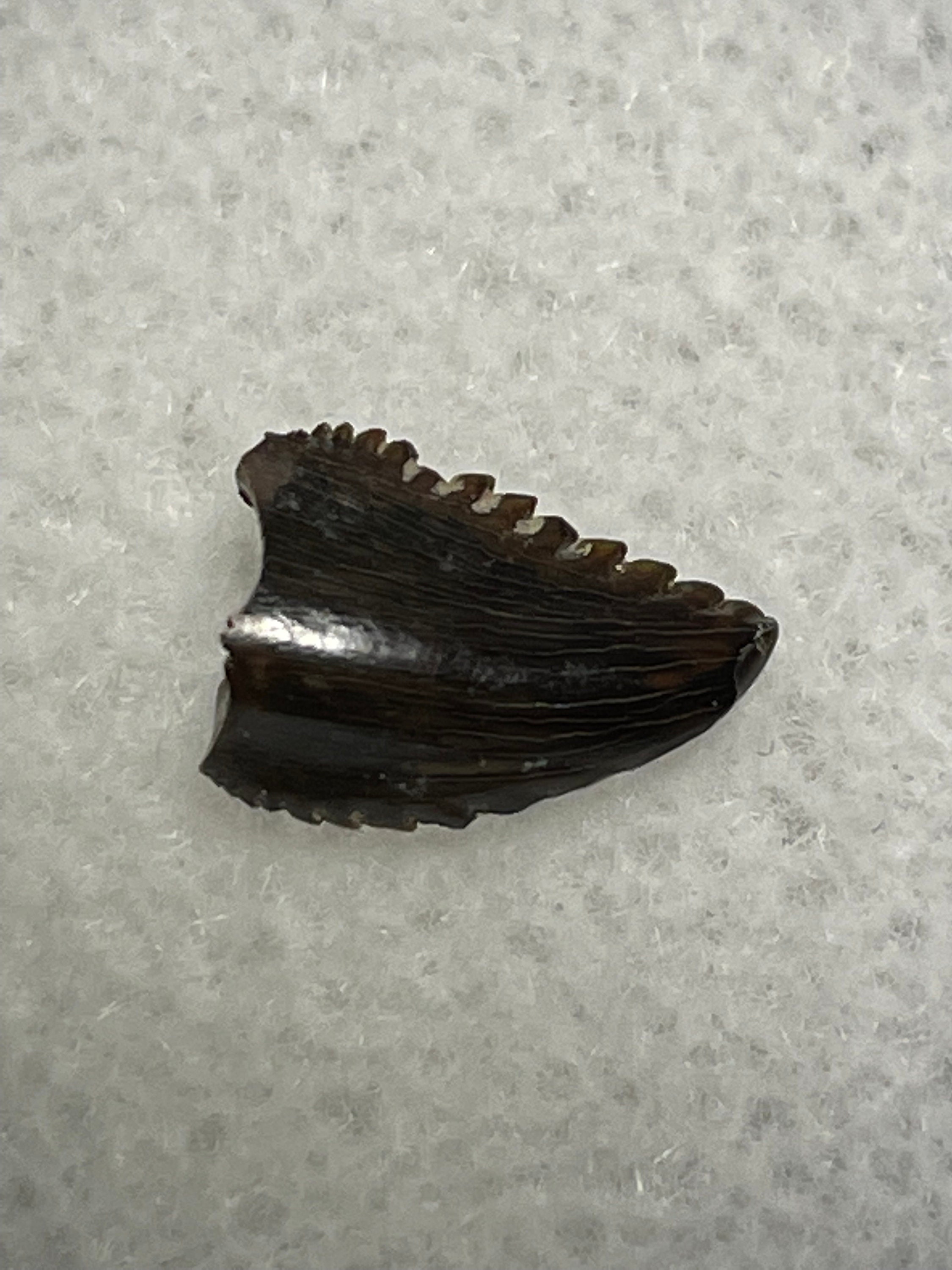 Tröodon Formosus Raptor Fossil Tooth North Central Montana USA Very ...
