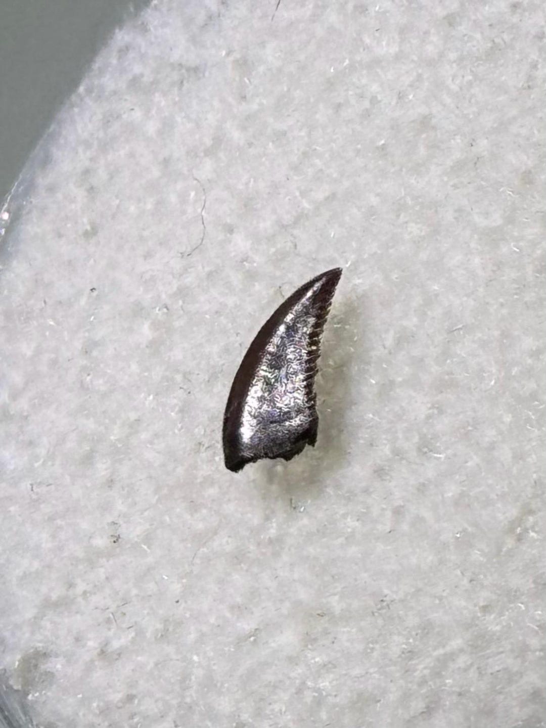 Fossil Tooth of Tröodon pectinodon Heel Creek Formation Eastern Montana ...