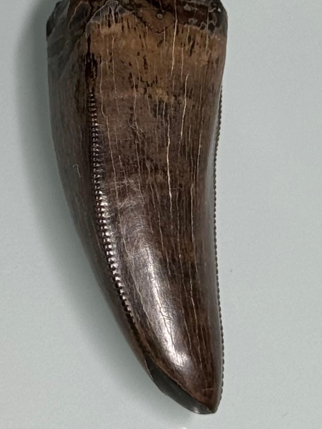 Tyrannosaurus Fossil Tooth Hill County Montana USA - Etsy