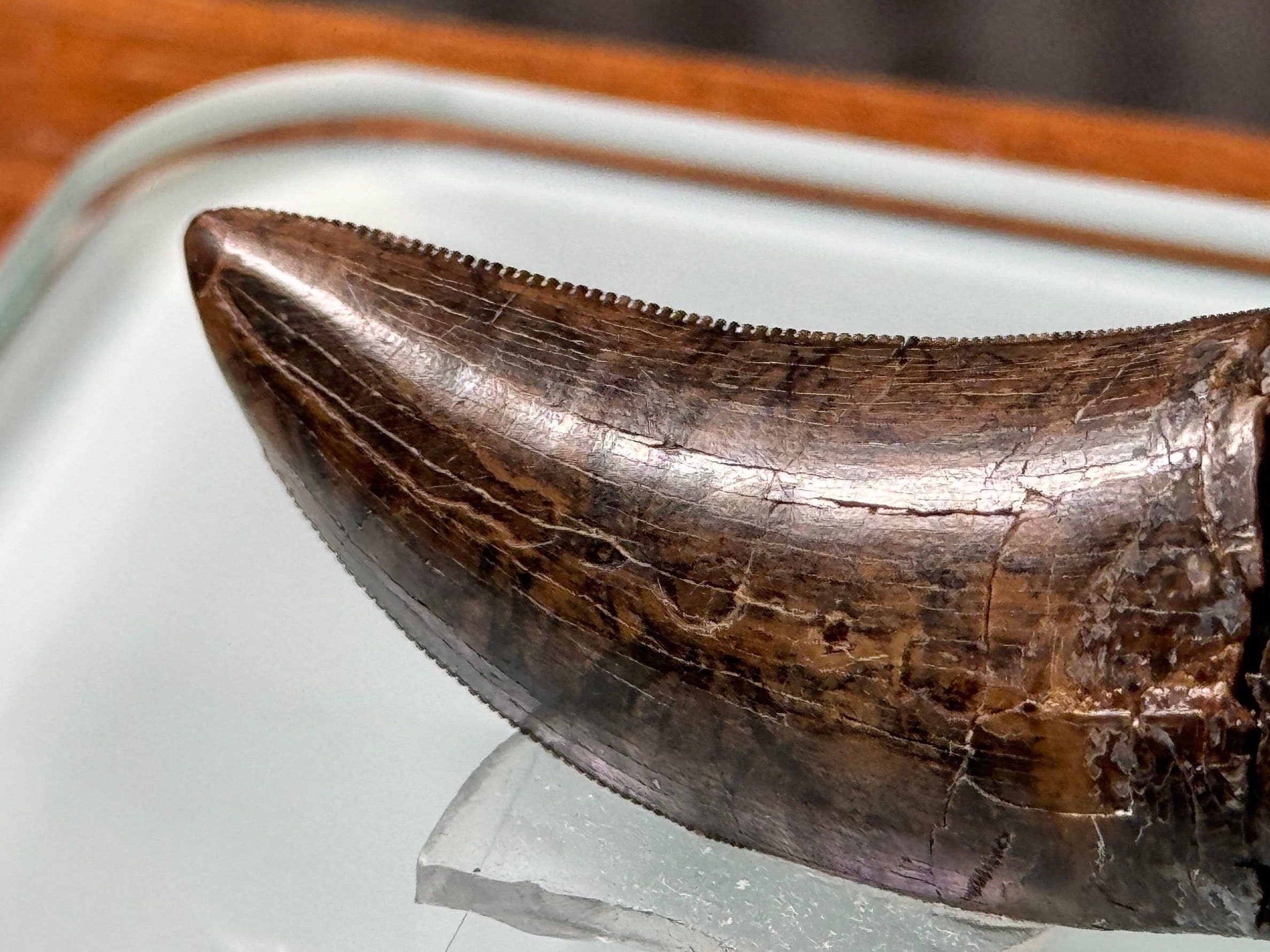 Tyrannosaurus Fossil Tooth Hill County Montana USA - Etsy