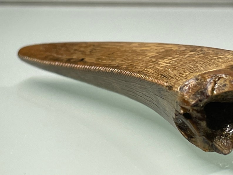 Tyrannosaurus Fossil Tooth nanotyrannus Lancensis Hell - Etsy