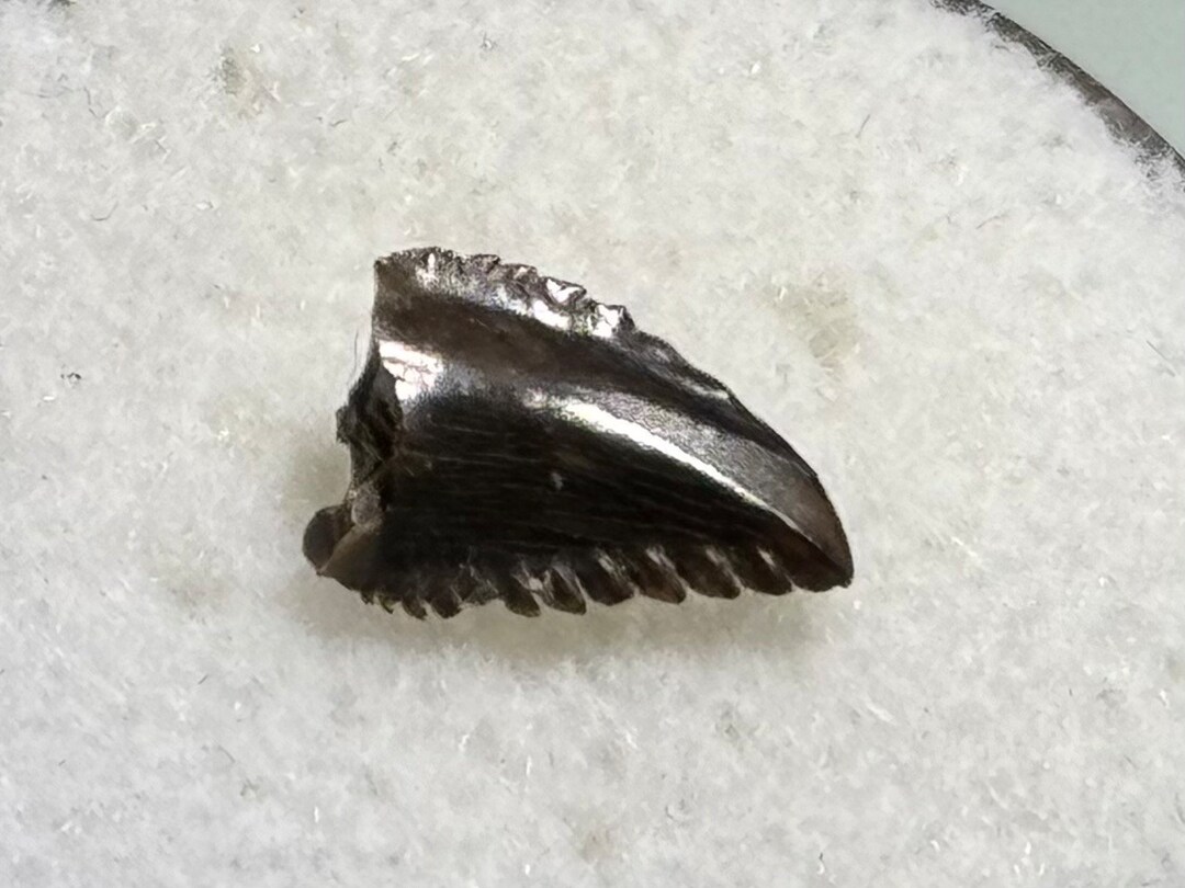 Tröodon Formosus Raptor Fossil Tooth North Central Montana USA Absolute ...