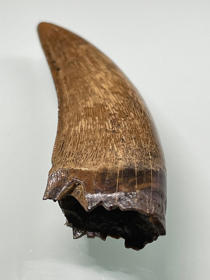 Tyrannosaurus Fossil Tooth nanotyrannus Lancensis Hell - Etsy