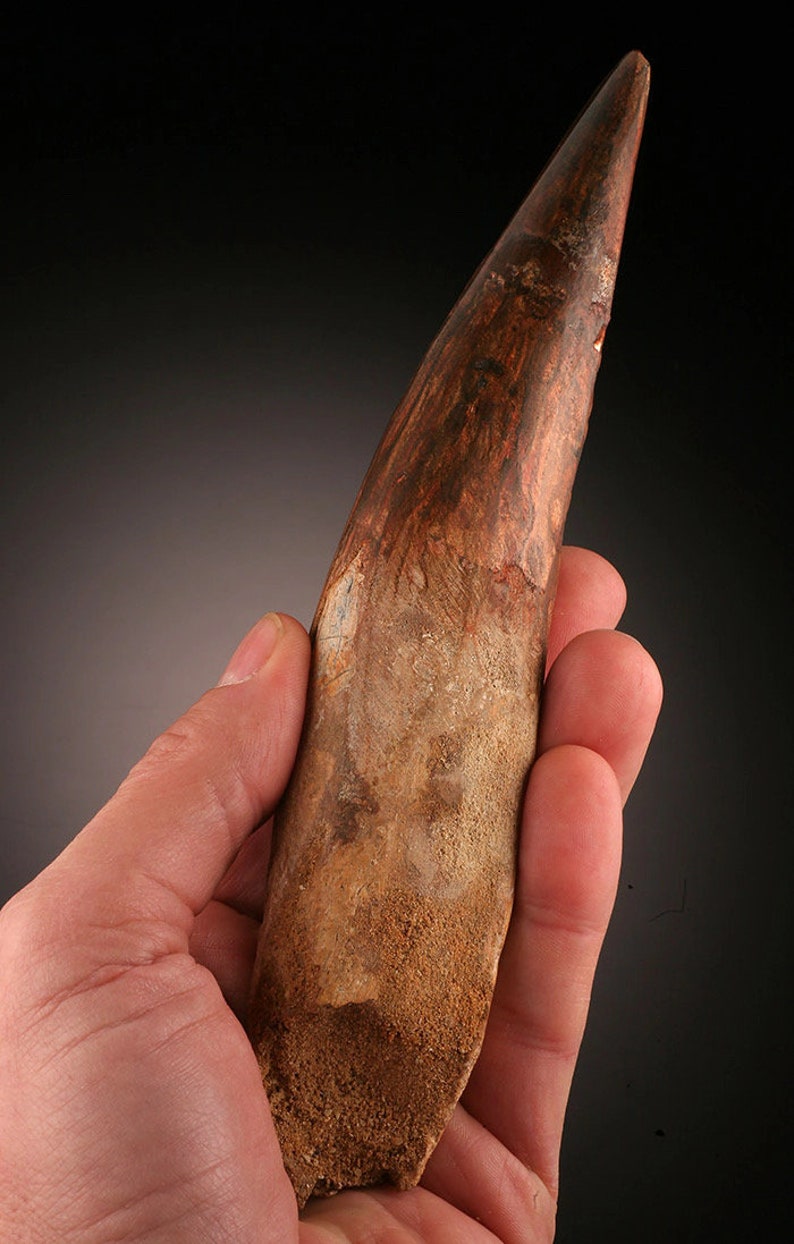 Monster Tooth Fossil Spinosaurus Aegyptiacus - Late Cretaceous (100 ...