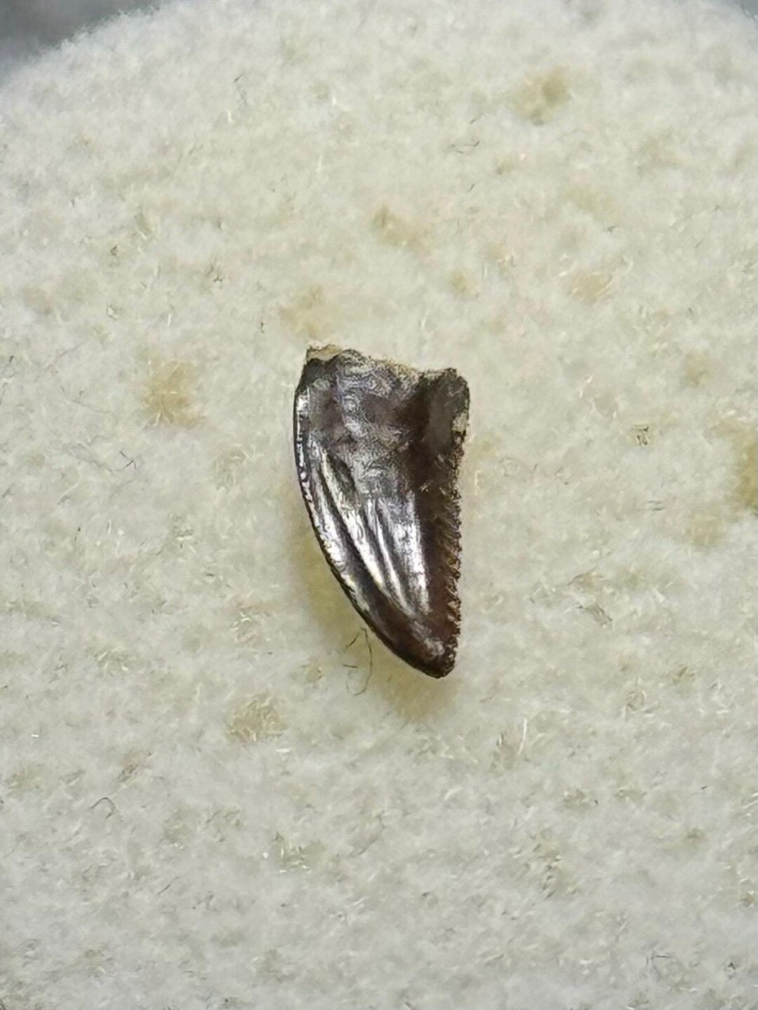 Fossil Tooth of Tröodon pectinodon Heel Creek Formation Eastern Montana ...