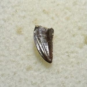 Fossil Tooth of Tröodon pectinodon Heel Creek Formation Eastern Montana ...