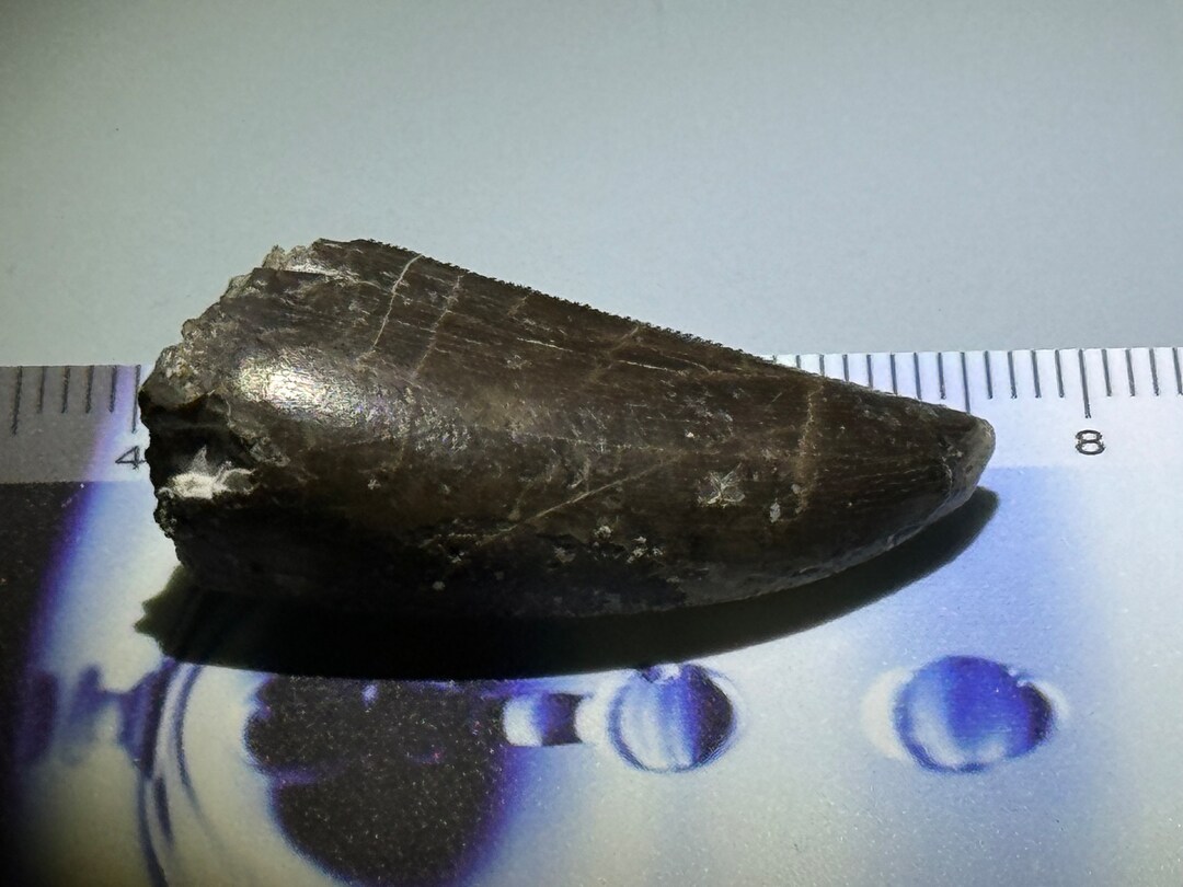 Allosaurus Tooth Fossil Jurassic Morrison Formation USA Rare - Etsy