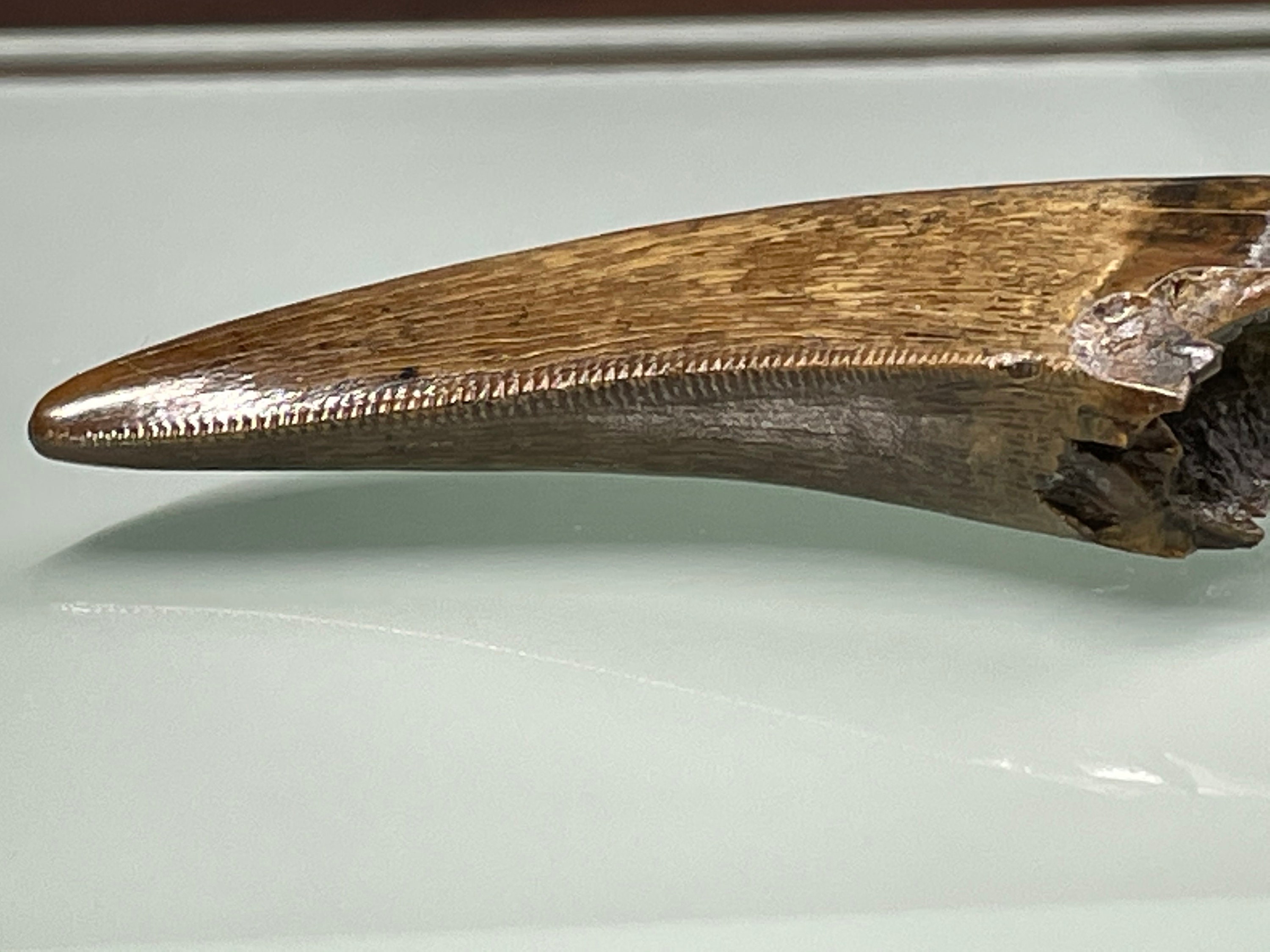 Tyrannosaurus Fossil Tooth nanotyrannus Lancensis Hell - Etsy