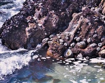 Tide Pool Art - Etsy