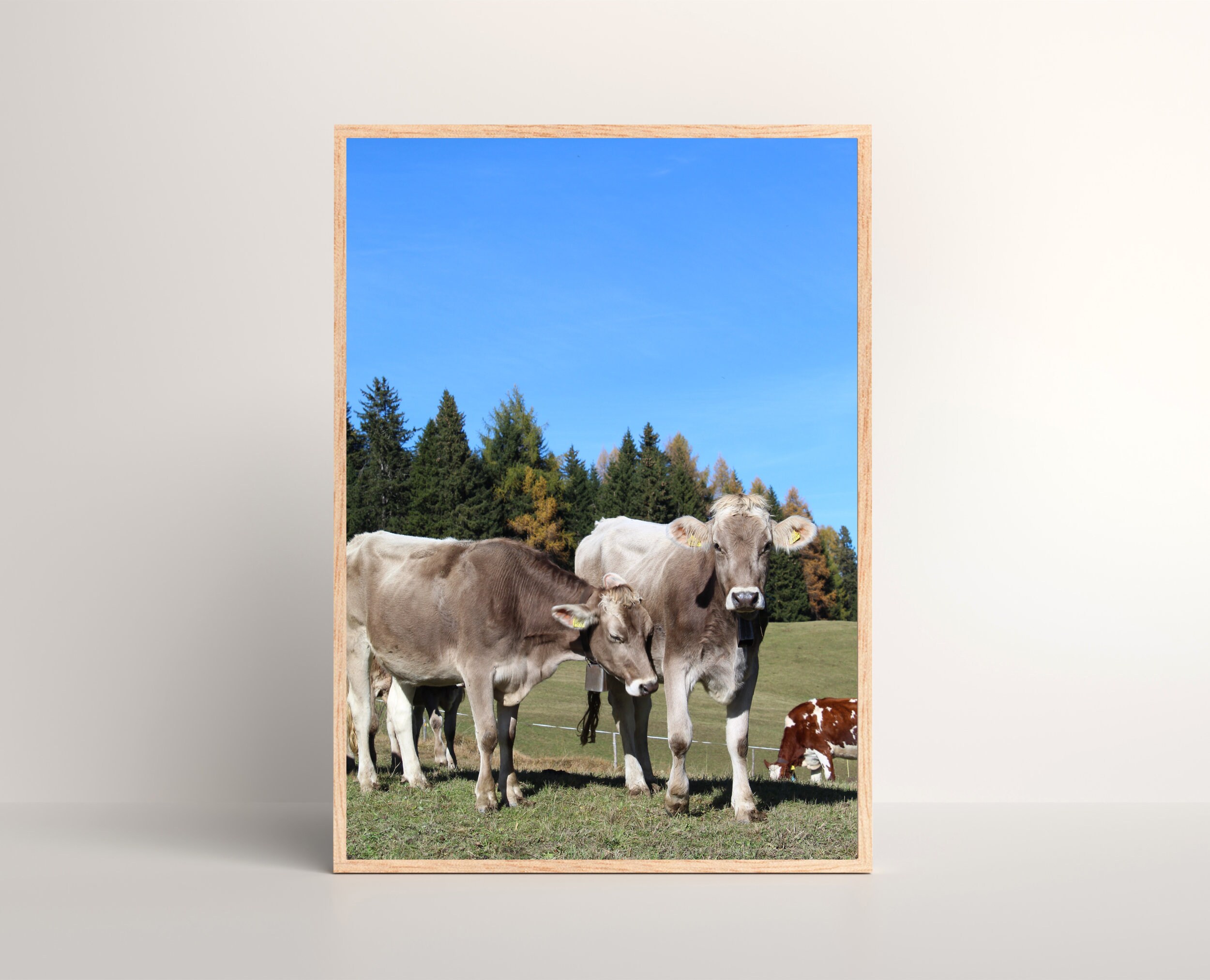 Swiss Cow Picture Wildlife Cow Wall Art Switzerland Nature - Etsy