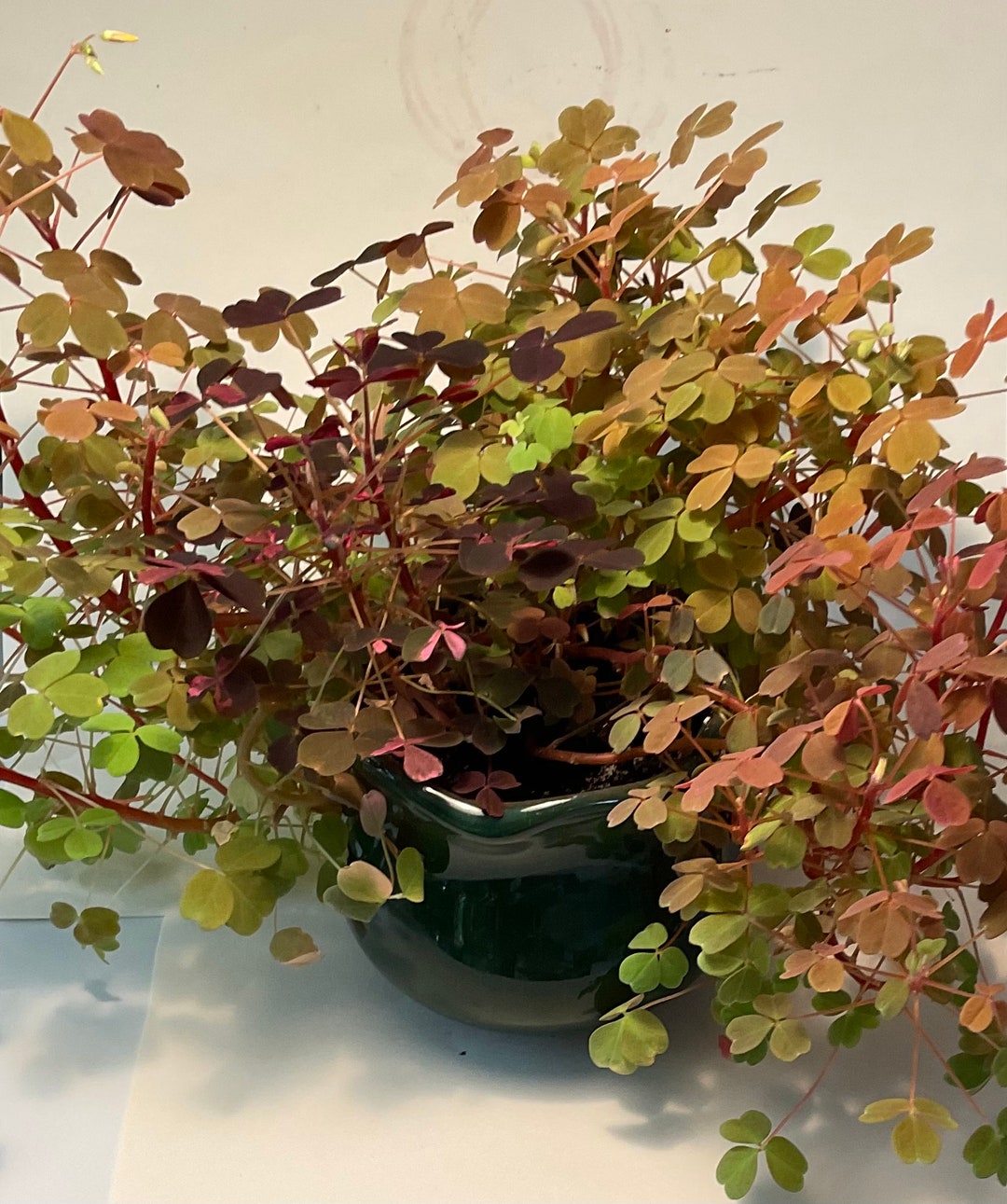 Sunset Velvet Oxalis Plant in Crackled Ceramic Pot - Etsy