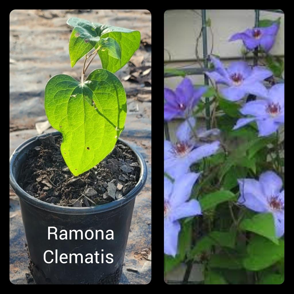 Ramona Clematis - Etsy