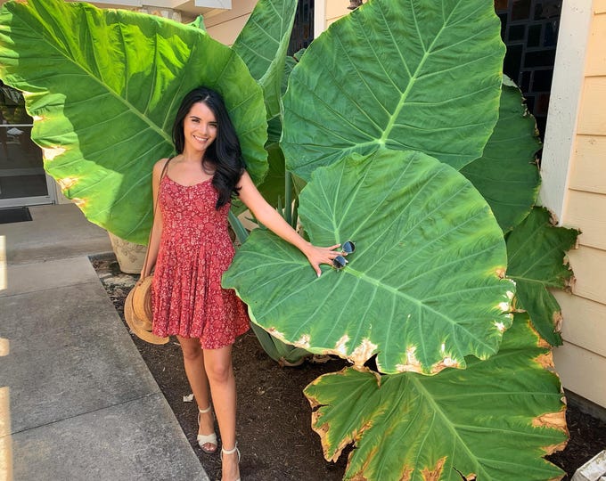 Cecropia SEEDS - Etsy