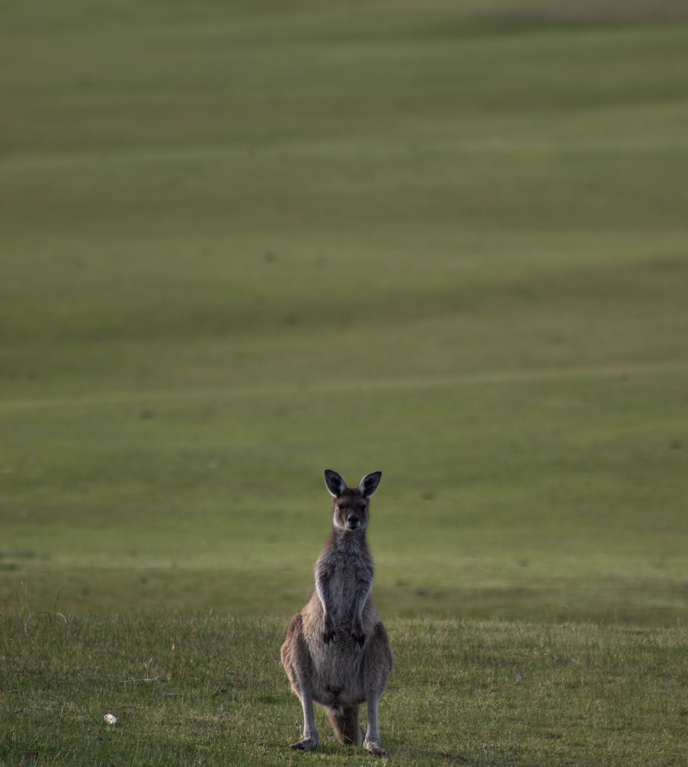 Kangaroo Wall Art - Etsy