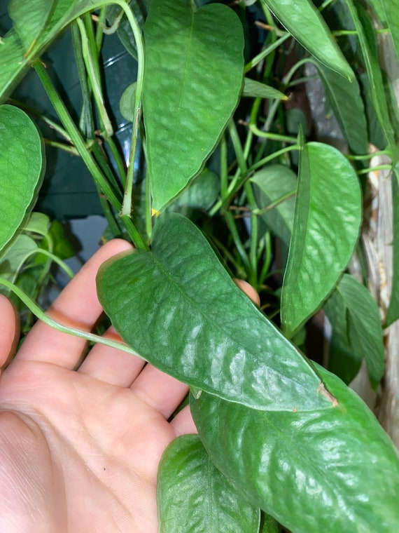 Philodendron Cebu Blue CUTTINGS - Etsy