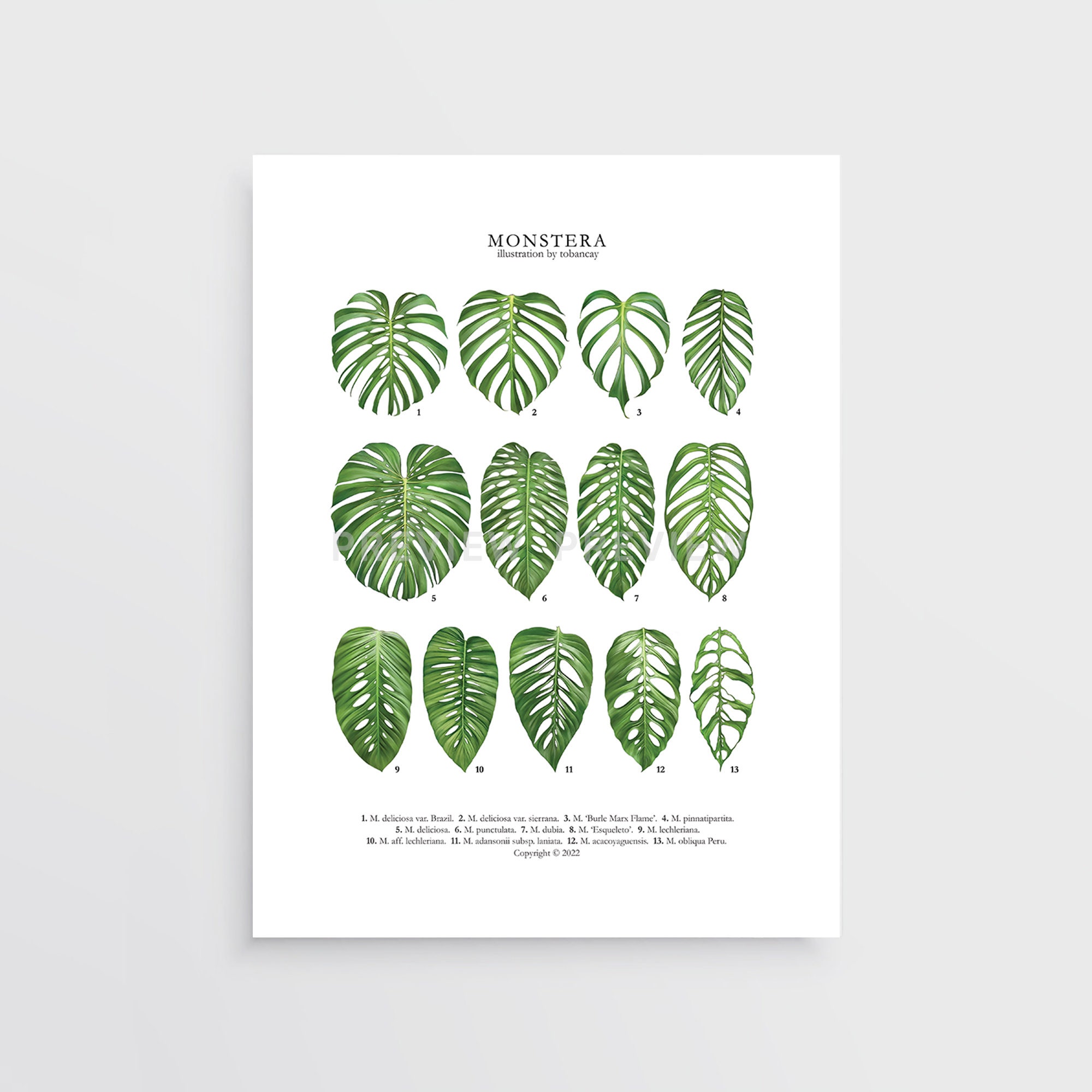 Monstera Print by Tobancay - Digital Download | Botanical Art, Interior ...