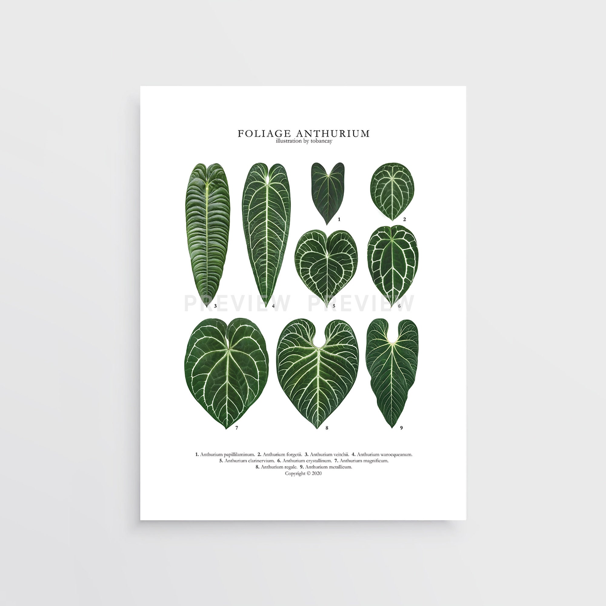 Foliage Anthurium Print by Tobancay - Digital Download | Botanical Art ...