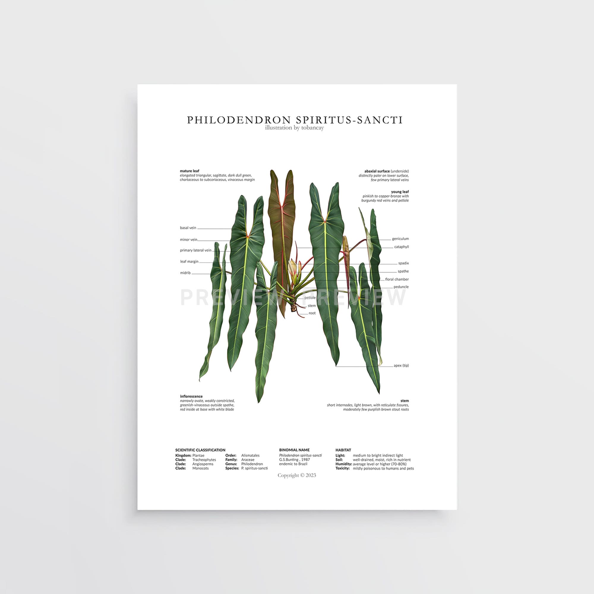 Philodendron Spiritus-sancti Print by Tobancay - Digital Download ...
