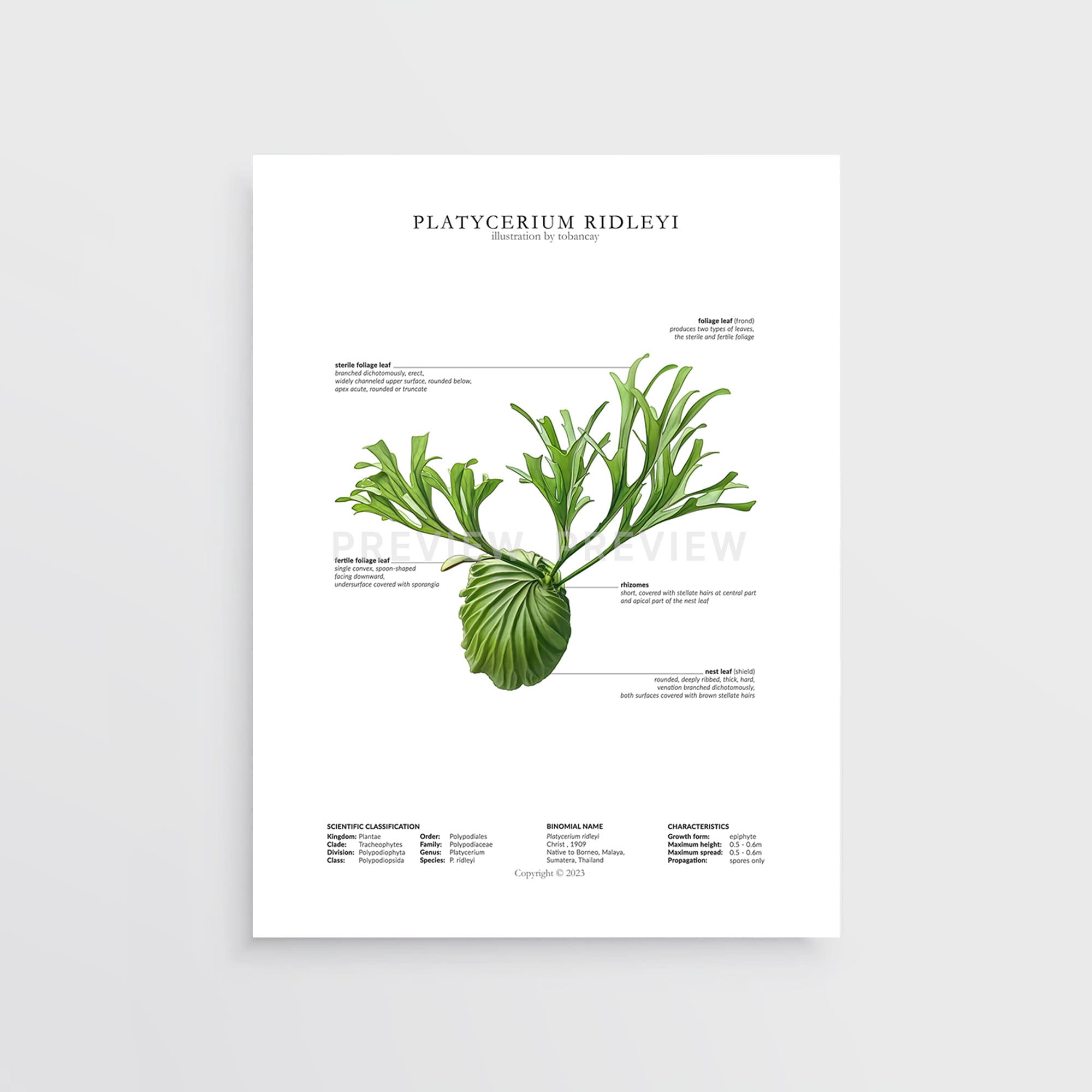 DIGITAL DOWNLOAD Platycerium Ridleyi Print by Tobancay Botanical Art ...