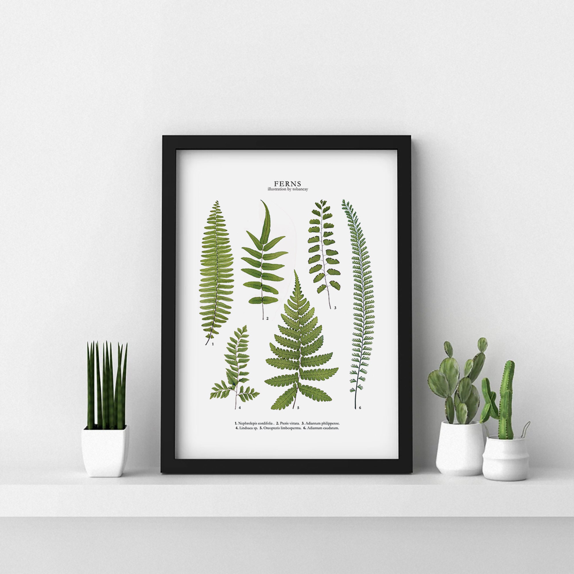 Ferns Print by Tobancay - Digital Download | Botanical Art, Interior ...