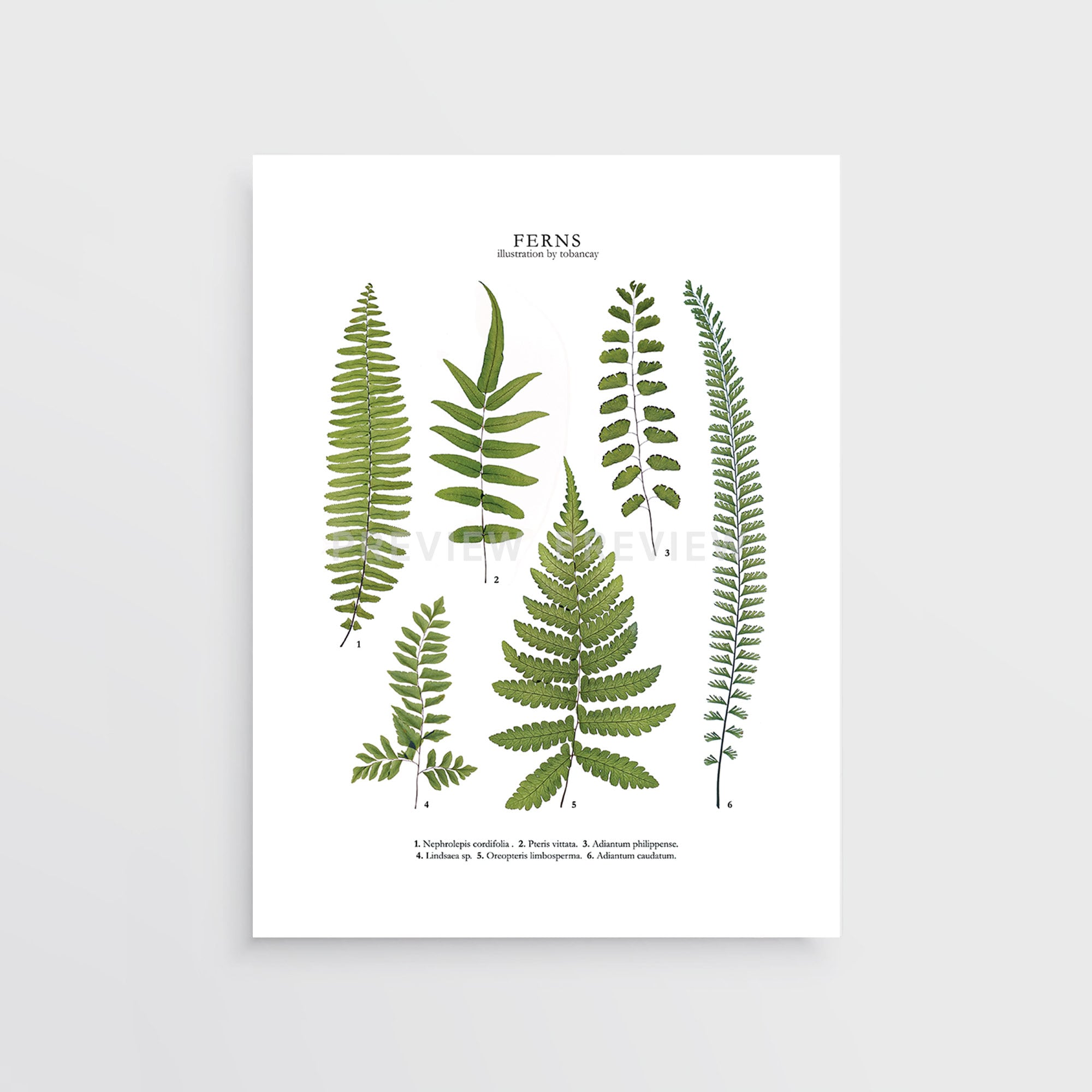 Ferns Print by Tobancay - Digital Download | Botanical Art, Interior ...