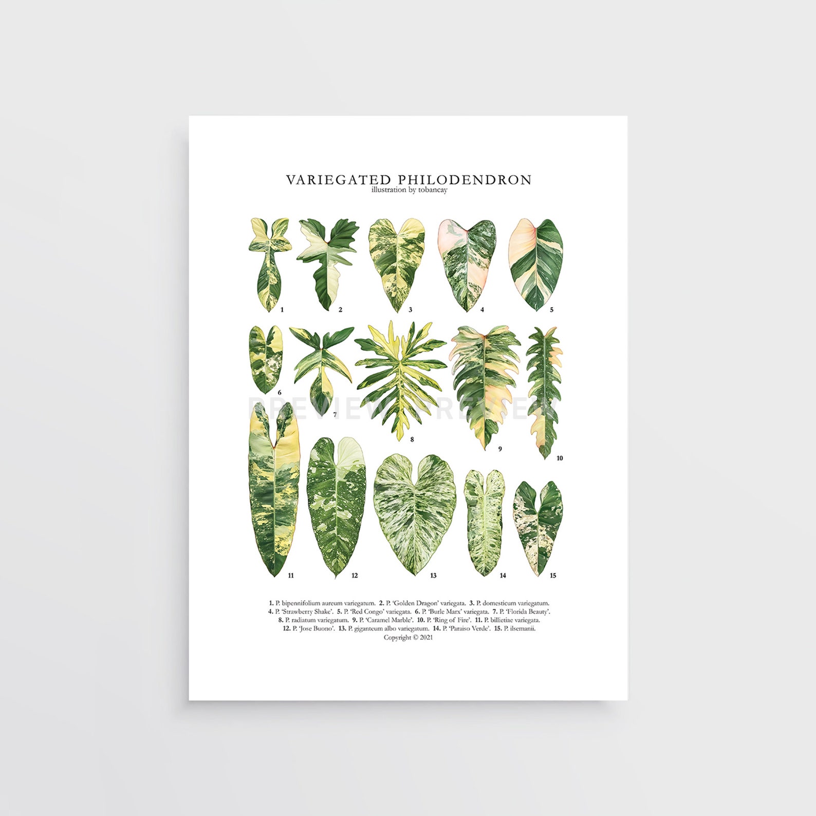 Variegated Philodendron Print by Tobancay - Digital Download ...