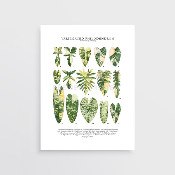 Variegated Plant - Etsy