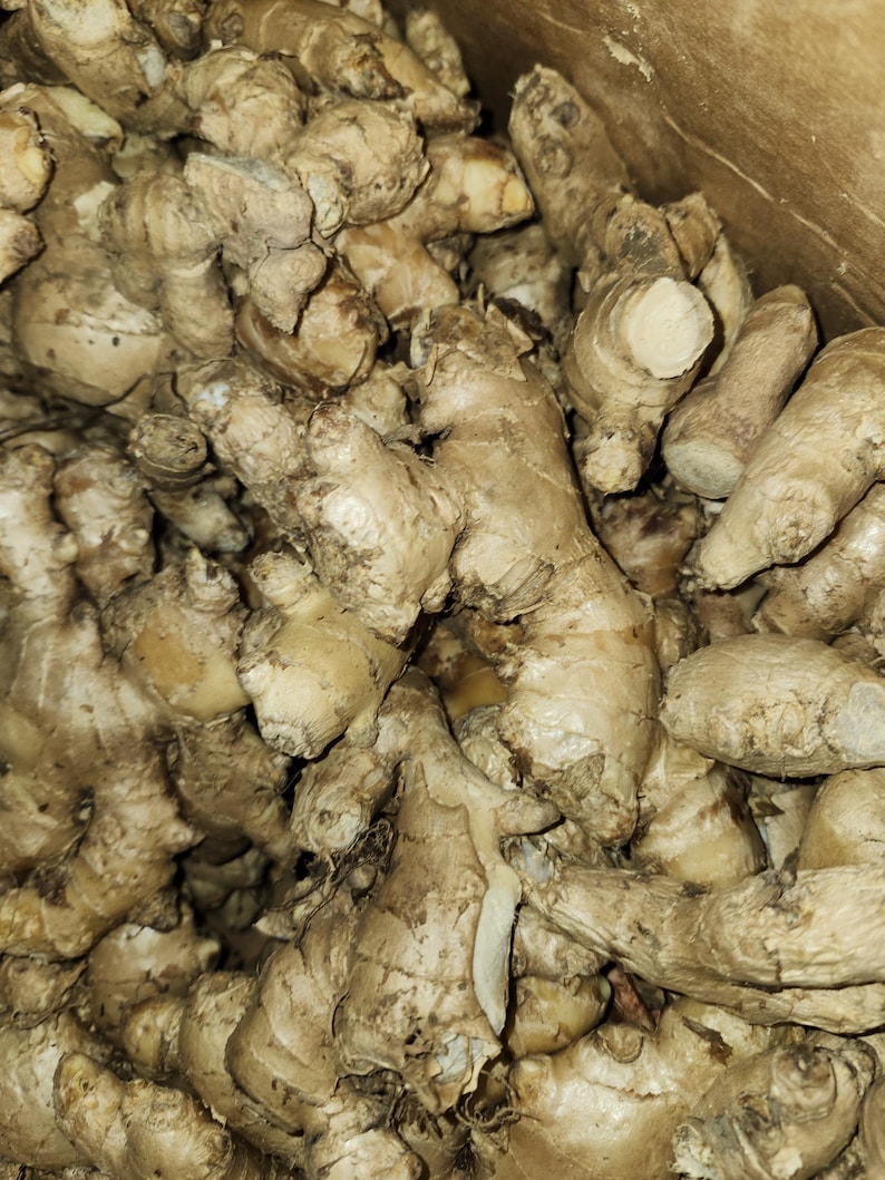 Fresh Ginger Roots - Etsy