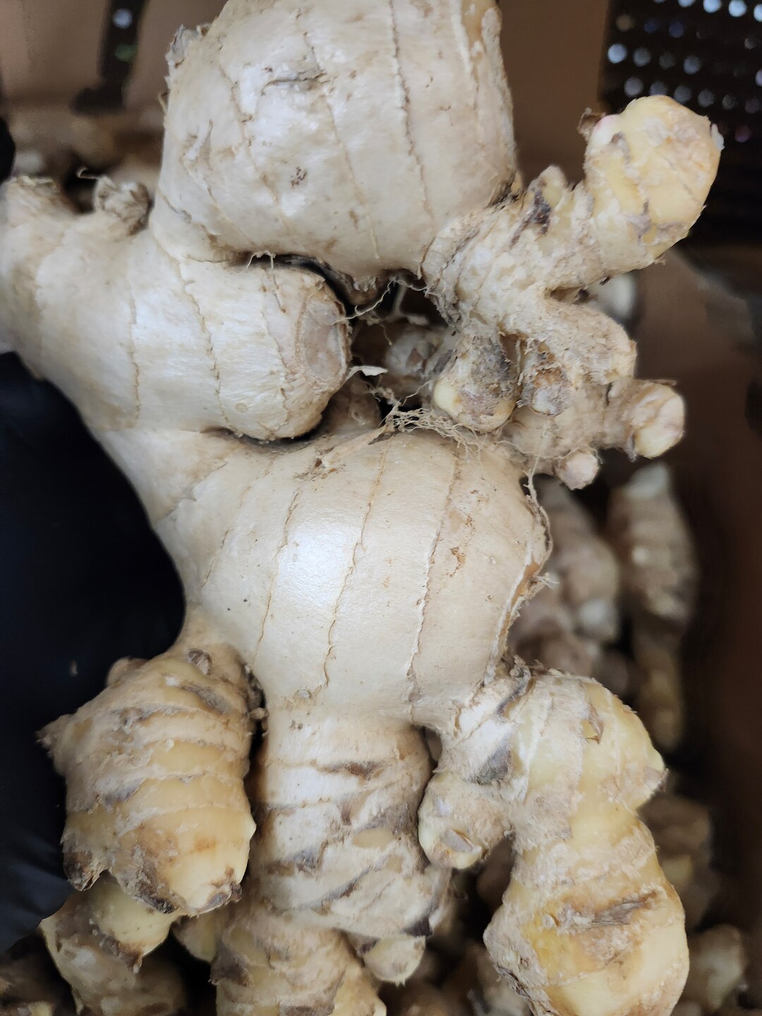 Fresh Ginger Roots ( Get More What You Pay for + ) - Etsy