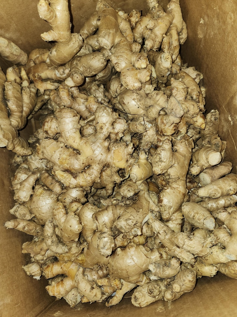 Fresh Ginger Roots - Etsy