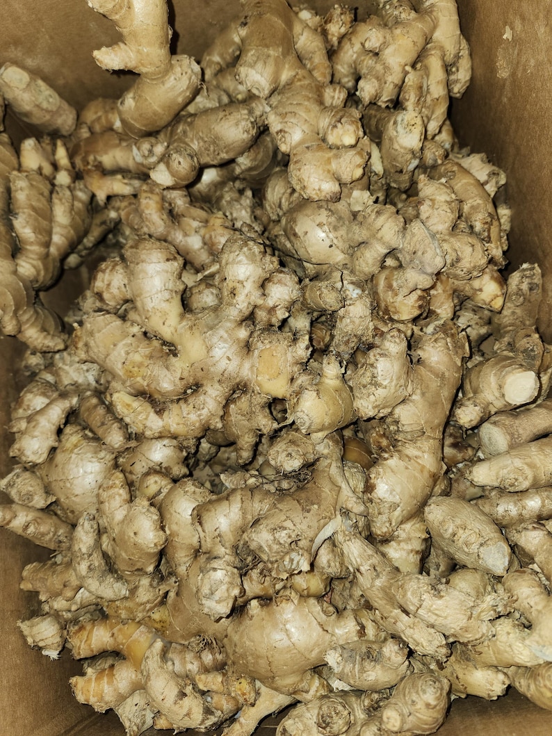 Fresh Ginger Roots - Etsy