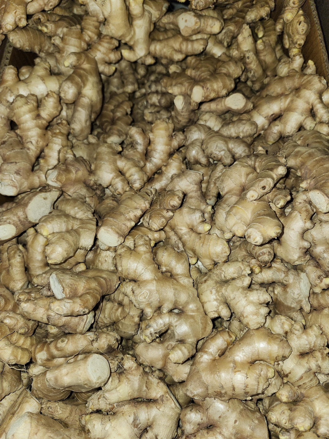 Fresh Ginger Roots - Etsy