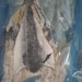 Salted Cod Fish Bone 50lb - Etsy
