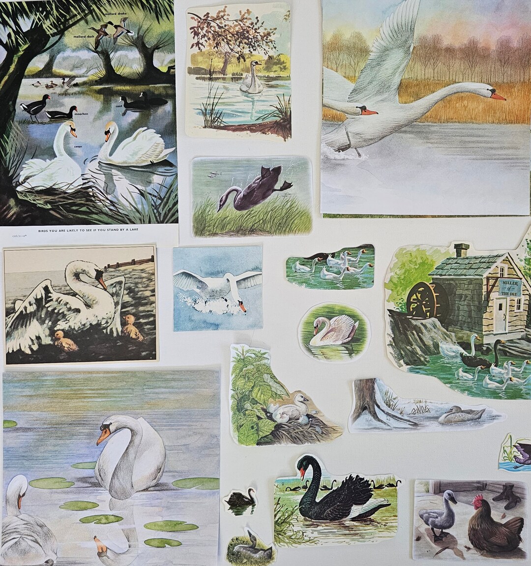 Vintage Swan Illustration Collage Pack 25 Pieces Page Plates, Cut Pages ...