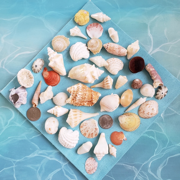 Seashell Collection - Etsy