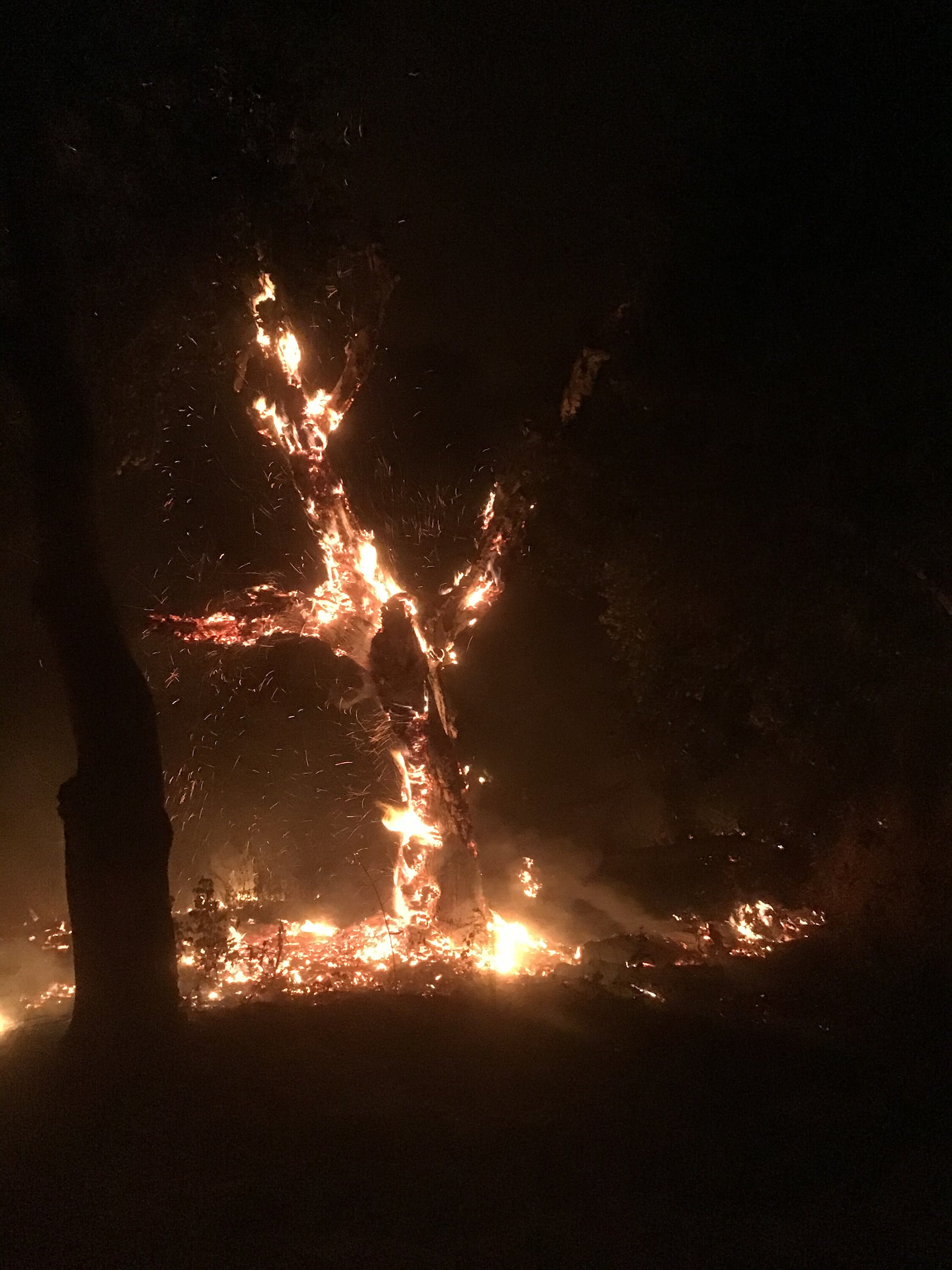 Burning Tree at Night - Etsy